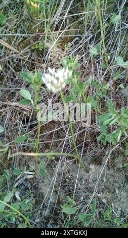 Textile onion (Allium textile) Plantae Stock Photo - Alamy