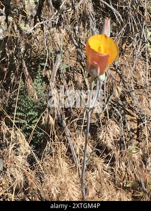 goldenbowl mariposa lily (Calochortus concolor) Plantae Stock Photo - Alamy