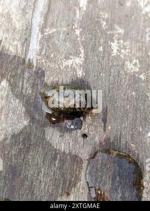 Acute Bladder Snail (Physella acuta) Mollusca Stock Photo - Alamy