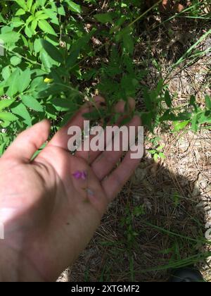 Milkpeas (Galactia) Plantae Stock Photo - Alamy