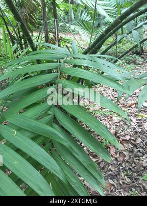 pacaya palm (Chamaedorea tepejilote) Plantae Stock Photo - Alamy