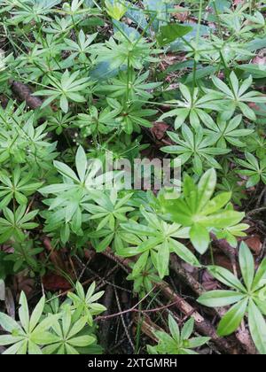 Wood Bedstraw (Galium sylvaticum), Plantae, 06463 Falkenstein, Germany ...