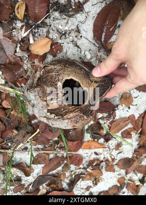 Mice, Rats, and Hamsters (Myomorpha) Mammalia Stock Photo - Alamy