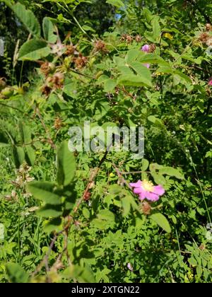 Nootka rose (Rosa nutkana) Plantae Stock Photo - Alamy