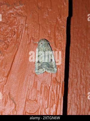Mottled Rustic (Caradrina morpheus) Insecta Stock Photo - Alamy