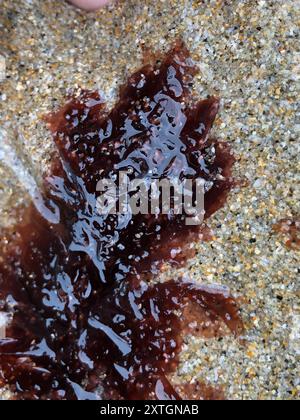 seagrass laver (Smithora naiadum) Plantae Stock Photo - Alamy