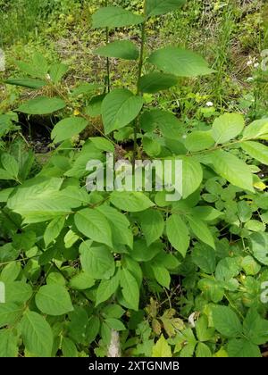 western burning bush (Euonymus occidentalis) Plantae Stock Photo - Alamy