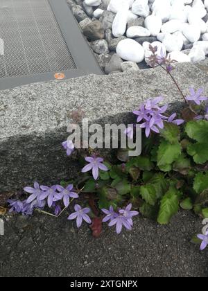 Trailing bellflower (Campanula poscharskyana) Plantae Stock Photo - Alamy