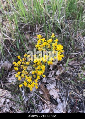Small's ragwort (Packera anonyma) Plantae Stock Photo - Alamy