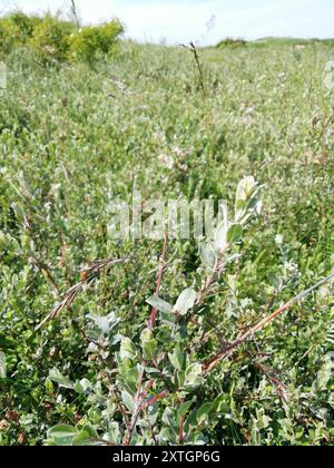 Creeping Willow (Salix repens) Plantae Stock Photo - Alamy