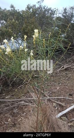 Sweet Wattle (Acacia suaveolens) Plantae Stock Photo - Alamy
