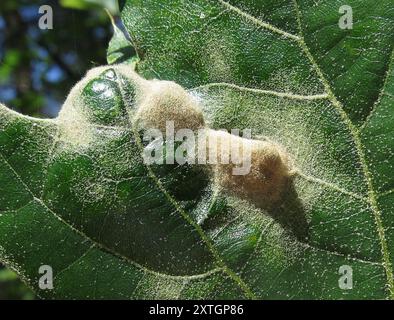 (Aceria trinema) Arachnida Stock Photo - Alamy