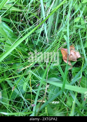 spikerushes (Eleocharis) Plantae Stock Photo - Alamy