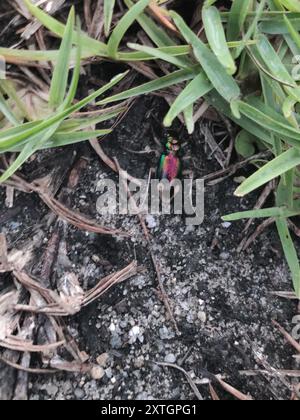 Carolina Metallic Tiger Beetle (Tetracha carolina) Insecta Stock Photo ...