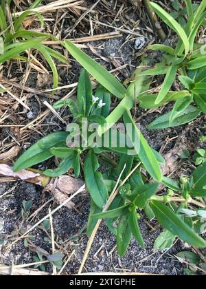 Old World Diamond Flower (Oldenlandia corymbosa) Plantae Stock Photo ...