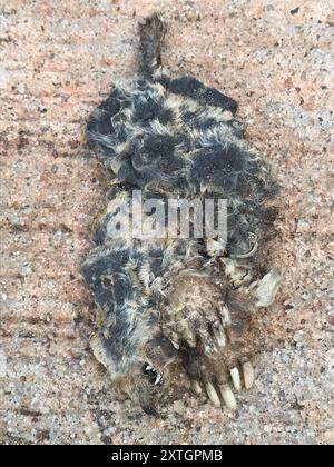 Eastern Mole (Scalopus aquaticus) Mammalia Stock Photo - Alamy