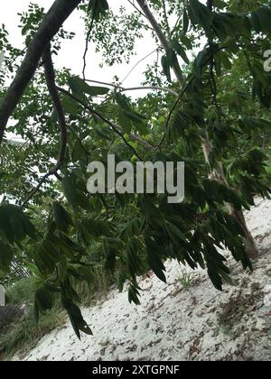 Jamaican dogwood (Piscidia piscipula) Plantae Stock Photo - Alamy