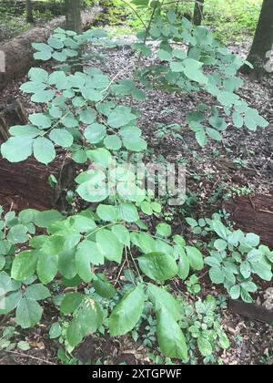 pignut hickory (Carya glabra) Plantae Stock Photo - Alamy