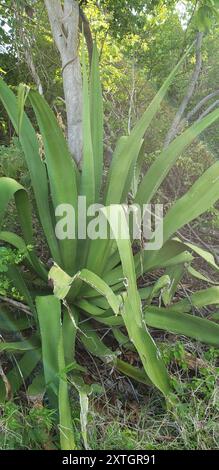 Century plant subfamily (Agavoideae) Plantae Stock Photo - Alamy