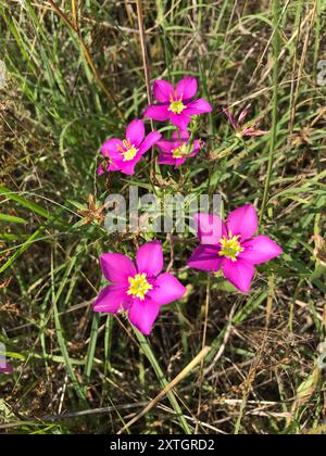 Meadow Pink (Sabatia campestris) Plantae Stock Photo - Alamy