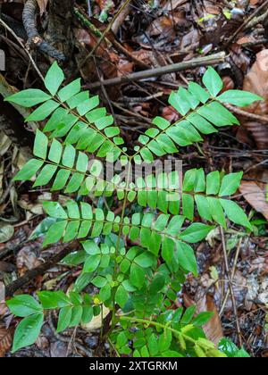 Monkey-pod (Archidendron clypearia) Plantae Stock Photo - Alamy