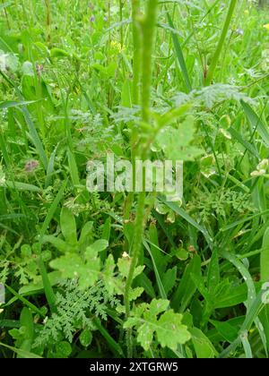 White Mustard (Sinapis alba) Plantae Stock Photo - Alamy