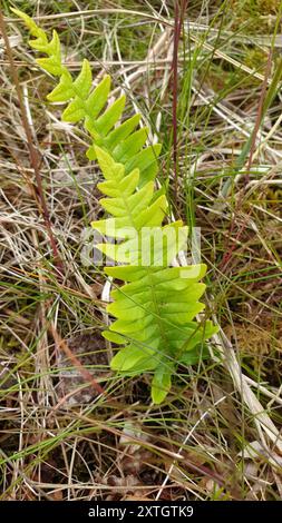 common polypody (Polypodium vulgare) Plantae Stock Photo - Alamy