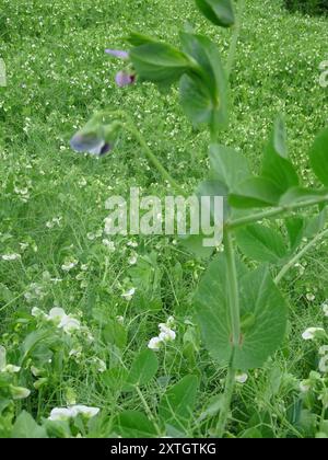 Common Pea (Pisum sativum) Plantae Stock Photo - Alamy