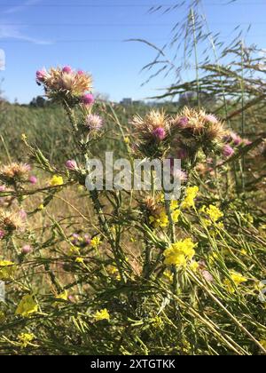 Slender Thistle (Carduus tenuiflorus) Plantae Stock Photo - Alamy