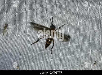 Ants, Bees, Wasps, and Sawflies (Hymenoptera) Insecta Stock Photo - Alamy