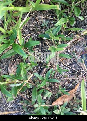 Old World Diamond Flower (Oldenlandia corymbosa) Plantae Stock Photo ...