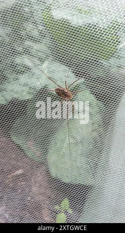 European Harvestman (Phalangium opilio) Arachnida Stock Photo - Alamy