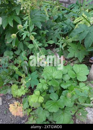Yellow Avens (Geum aleppicum) Plantae Stock Photo - Alamy