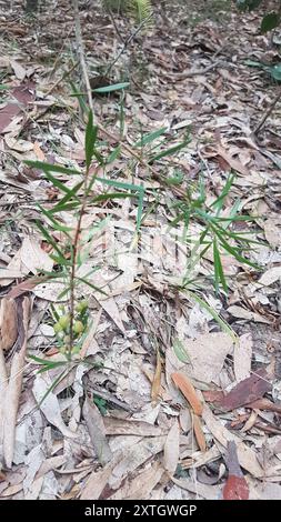 Narrow-leaf Geebung (Persoonia linearis) Plantae Stock Photo - Alamy