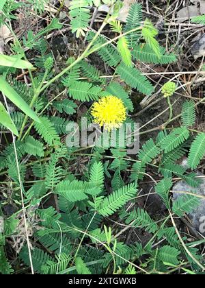 Yellow Puff (Neptunia lutea) Plantae Stock Photo - Alamy