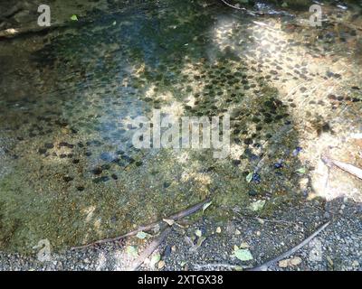 Western Pearlshell (Margaritifera falcata) Mollusca Stock Photo - Alamy