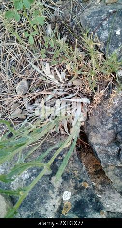 woolly groundsel (Packera cana) Plantae Stock Photo - Alamy