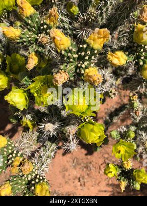 Whipple Cholla (Cylindropuntia whipplei) Plantae Stock Photo - Alamy