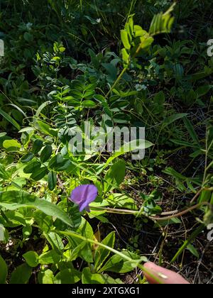 Fewflower Pea (Lathyrus pauciflorus) Plantae Stock Photo - Alamy