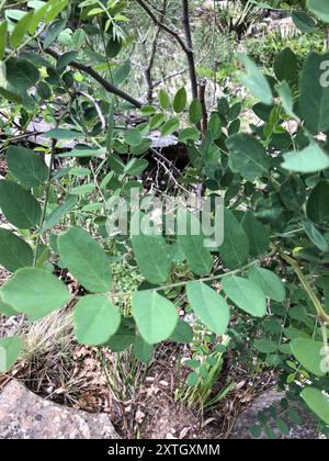 New Mexico locust (Robinia neomexicana) Plantae Stock Photo - Alamy
