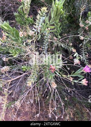 arrowweed (Pluchea sericea) Plantae Stock Photo - Alamy