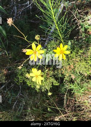 Engelmann daisy (Engelmannia peristenia) Plantae Stock Photo - Alamy