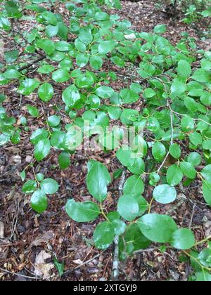 sparkleberry (Vaccinium arboreum) Plantae Stock Photo - Alamy