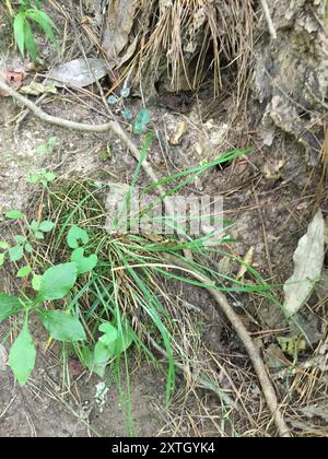 Coastal Plain Sedge (Carex crebriflora) Plantae Stock Photo - Alamy