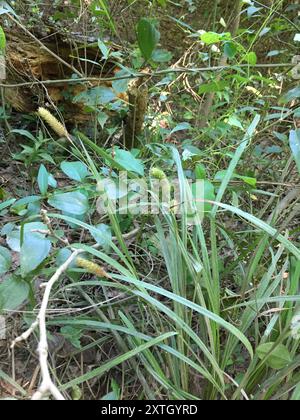 cattail sedge (Carex typhina) Plantae Stock Photo - Alamy