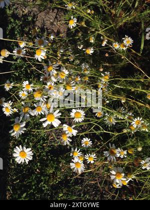 scentless mayweed (Tripleurospermum inodorum) Plantae Stock Photo - Alamy