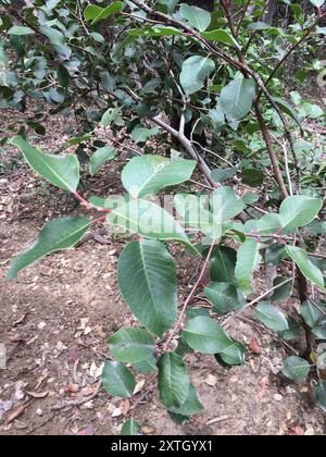 sugar bush × lemonade berry hybrid (Rhus integrifolia × ovata) Plantae ...