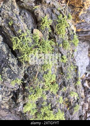 Wolf Lichens (Letharia) Fungi Stock Photo - Alamy