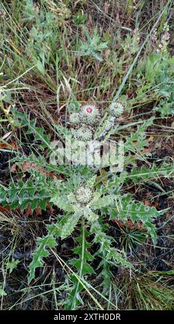 wavyleaf thistle (Cirsium undulatum) Plantae Stock Photo - Alamy