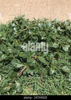 mat chaff-flower (Alternanthera caracasana) Plantae Stock Photo - Alamy